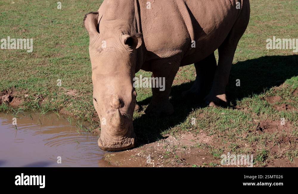 White Rhinoceros drinking water from a pond Stock Video Footage - Alamy