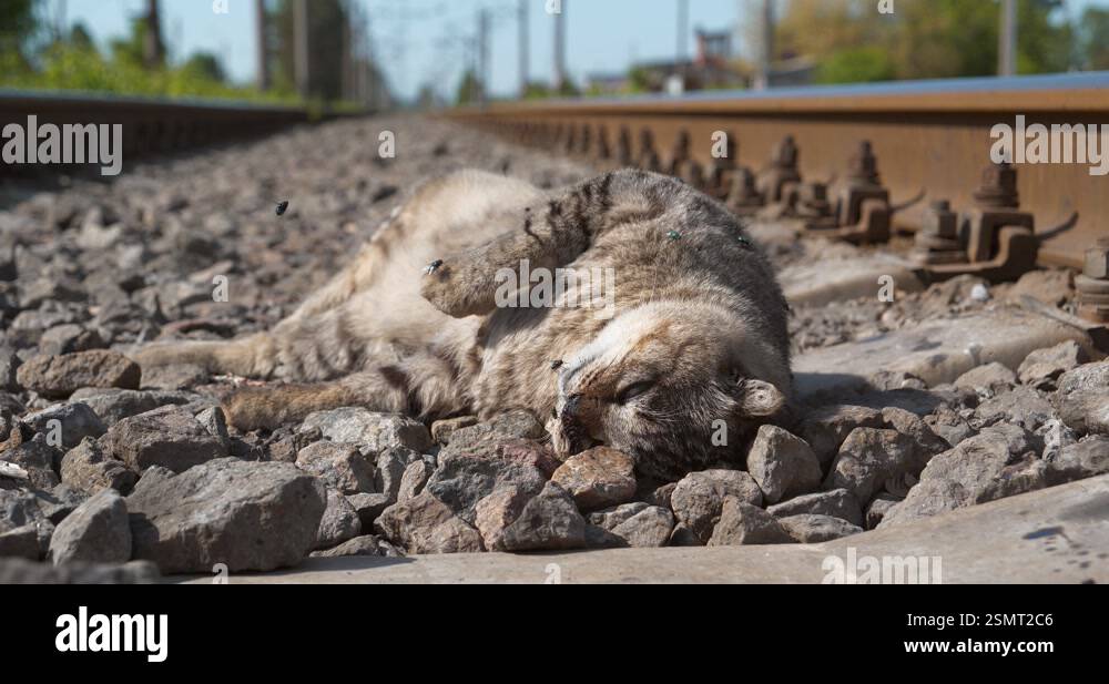 Dead cat lies on the railway. Cat ran across the road and was hit by a ...