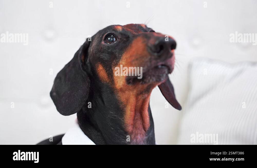 Elderly anxious dog barks in confusion, trembles from emotions lack of ...