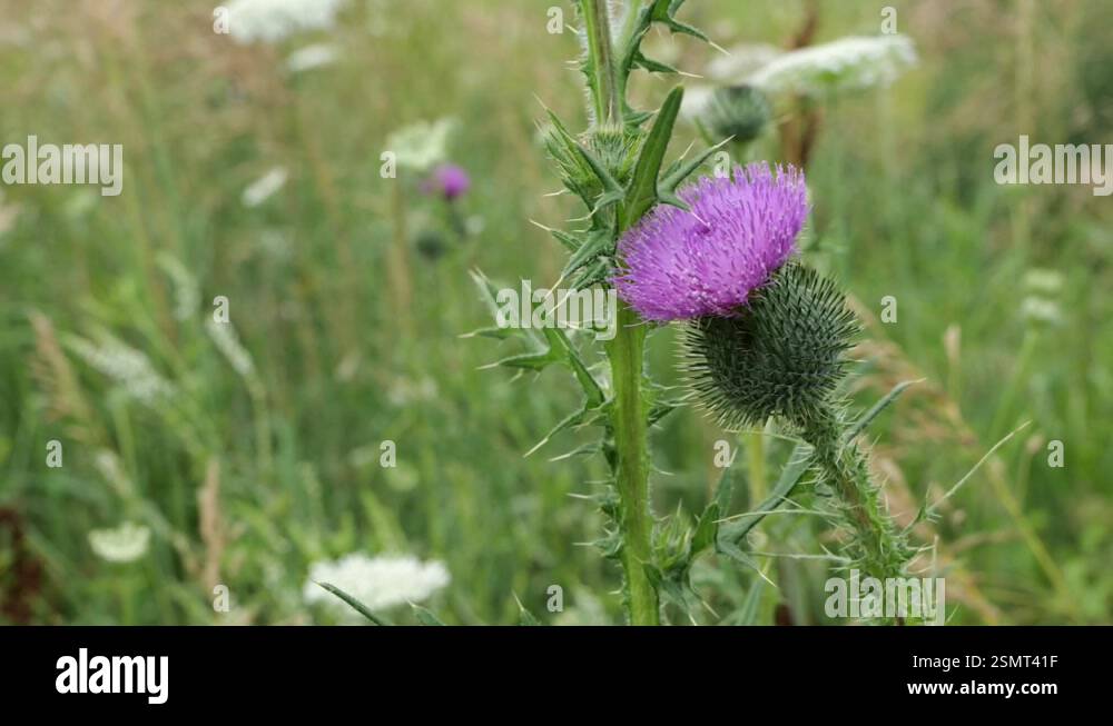 Common Thistle Growing in a Field in the Summer with Pink Flower ...