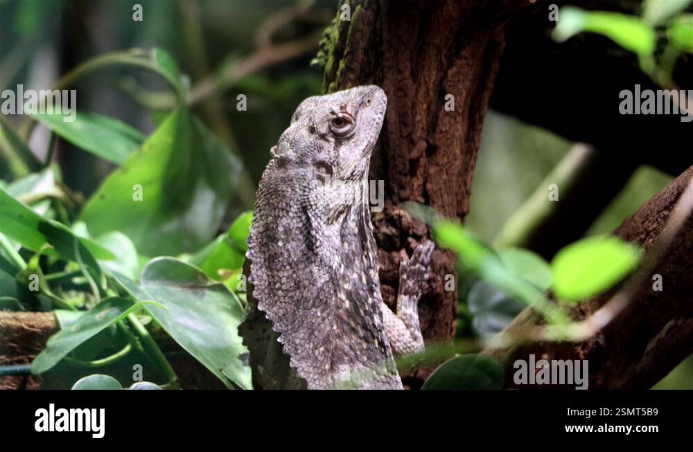 The frilled lizard - Chlamydosaurus kingii Stock Video Footage - Alamy