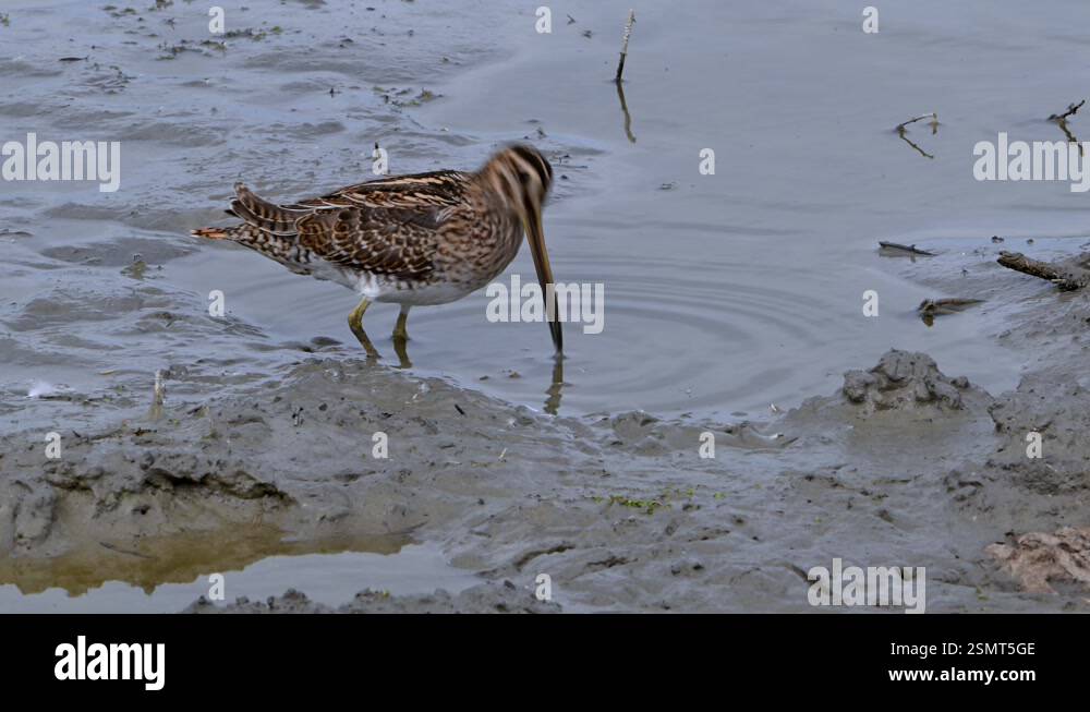 Common snipe (Gallinago gallinago) foraging in water by probing soft ...