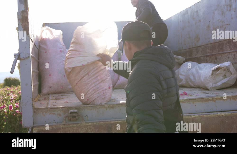 Workers load bags of collected roses into a truck. Sending to the ...