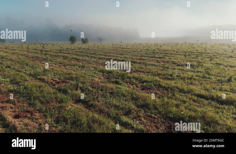 Beautiful drone flyover detailed shot of yerba mate field with foggy ...