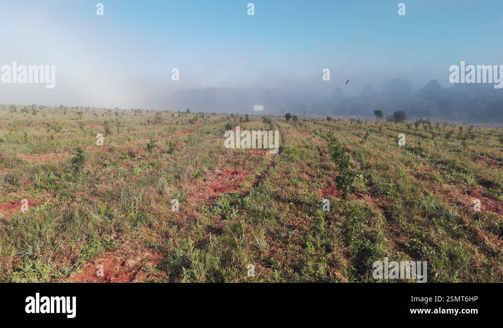 Nodal pan close-up drone shot of yerba mate crops with some grown up ...