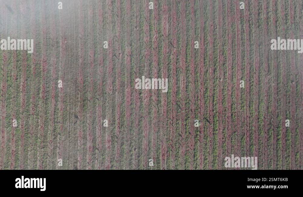 Bird’s eye general drone shot of yerba mate crop field lines beneath ...