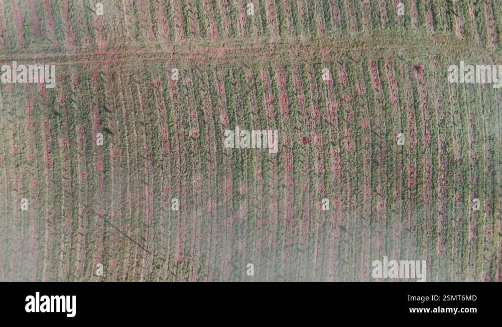 Bird’s eye mid altitude drone shot over yerba mate fields lines with ...