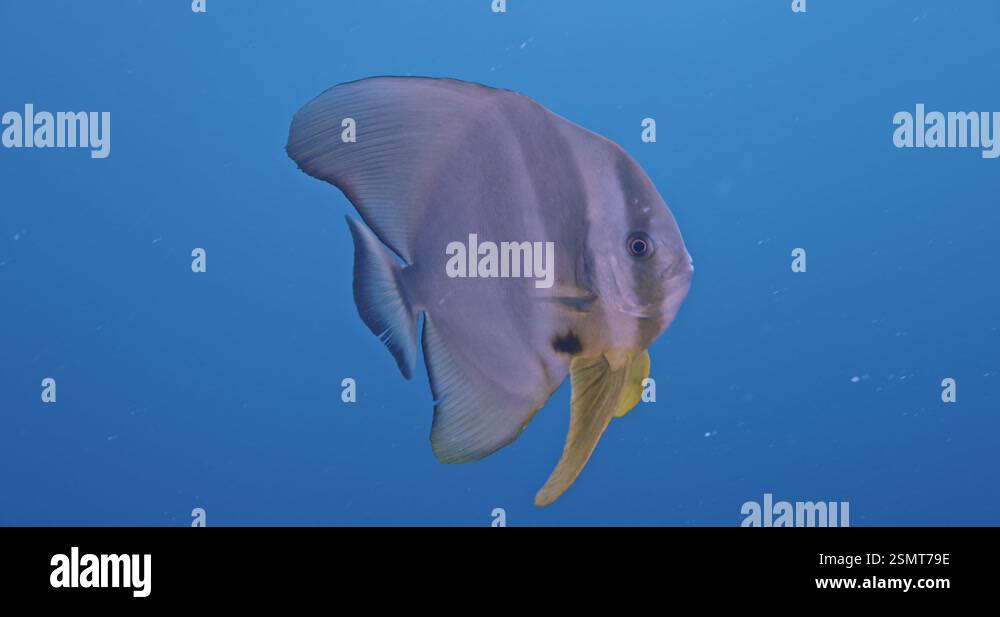 Longfin spadefish comes in for close view Stock Video Footage - Alamy