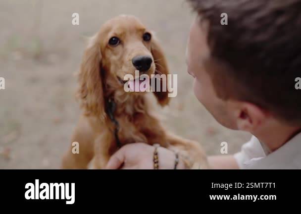 A man interacts with his adorable Cocker Spaniel puppy in the park. The ...