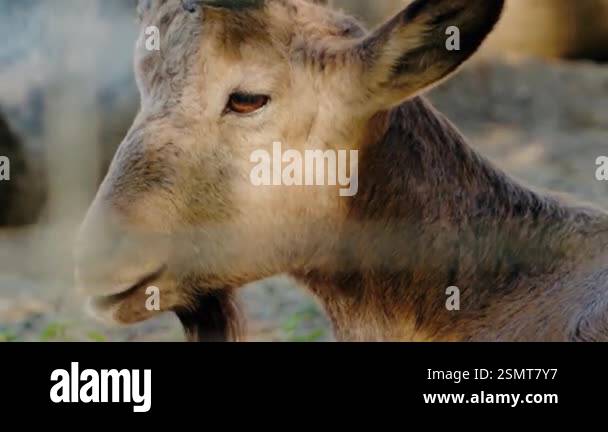 Close-up of a Markhor goats face behind a wire fence at the zoo. The ...