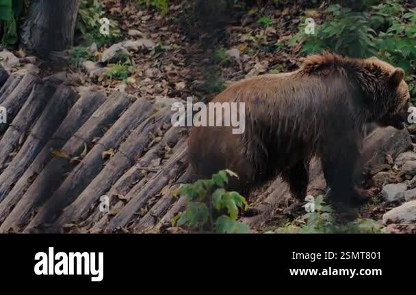 A brown bear walks near a log barrier within a zoo enclosure. The bears ...