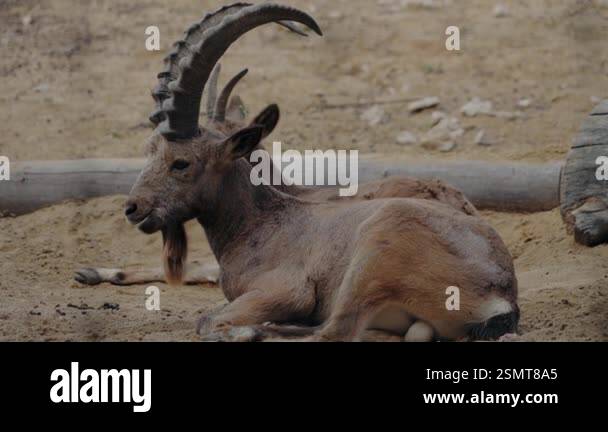 Two male East Caucasian Turs rest on the sand at the zoo. The tur is a ...