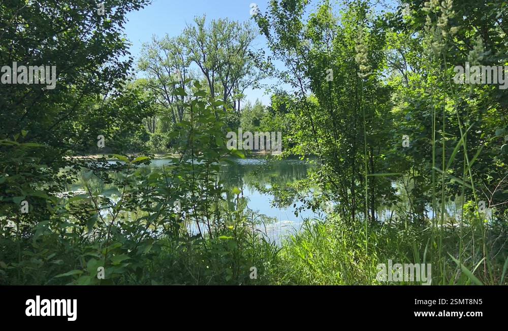 Peaceful Marsh Scene with Trees Mirrored on Calm Water, Toronto Island ...