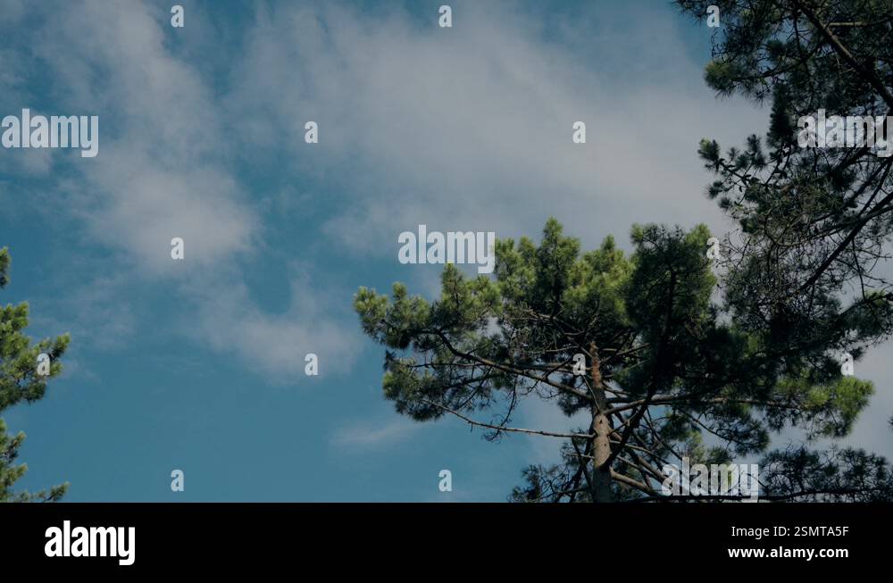 Whispering pines embrace the sky's soft touch, a dance of nature's ...