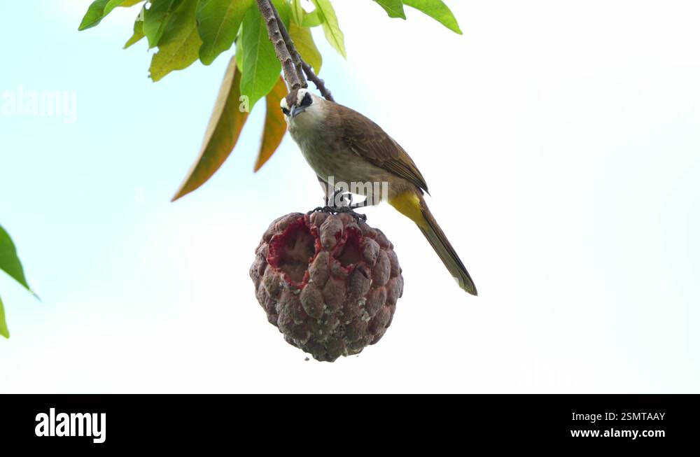 A wild Yellow-vented bulbul spotted perching on a red custard apple in ...