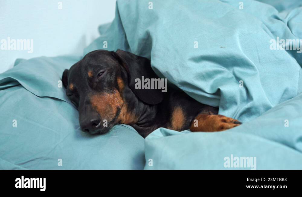 Muzzle of sleepy dog dozing on cozy bed pillow blue bed linen home ...
