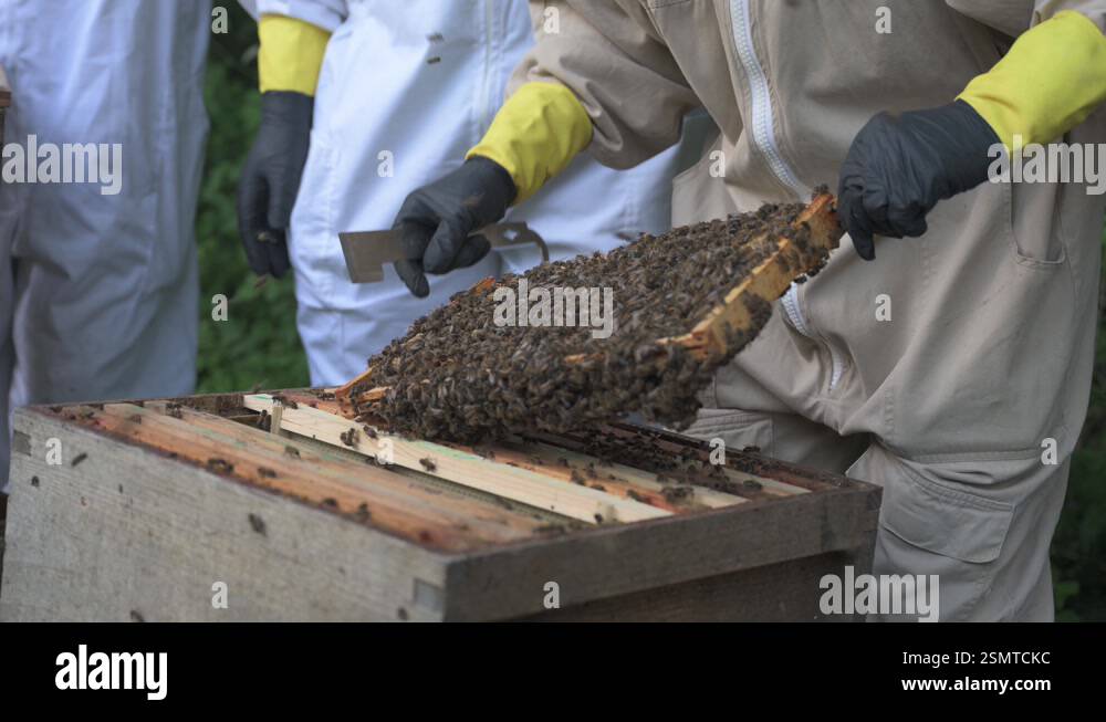 bees flying around open beehive, wooden beekeeping box, harvesting ...