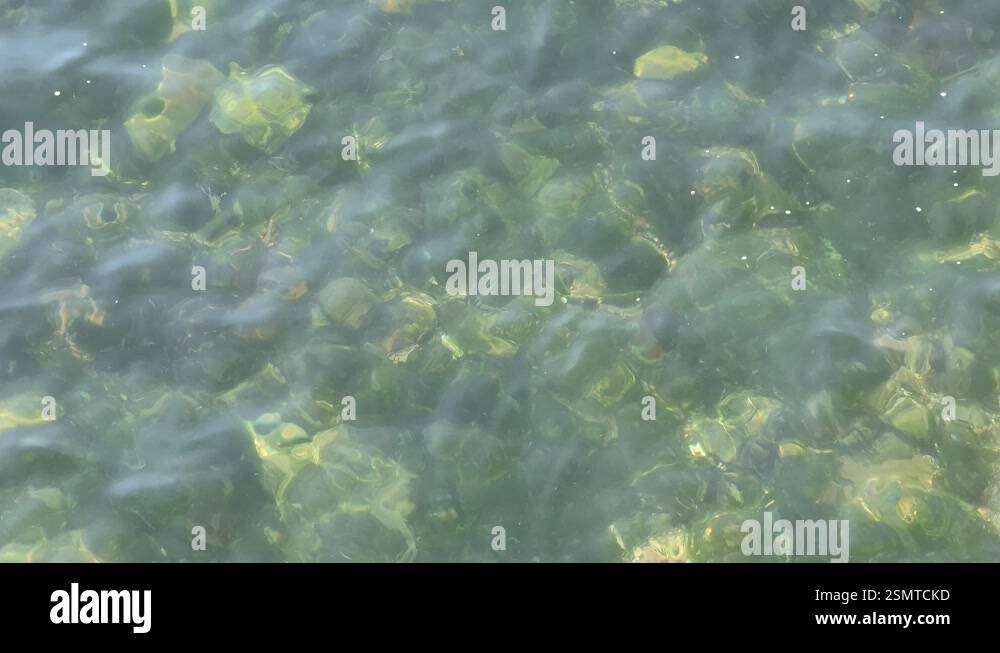 Algae seaweed texture Stock Videos & Footage - HD and 4K Video Clips ...