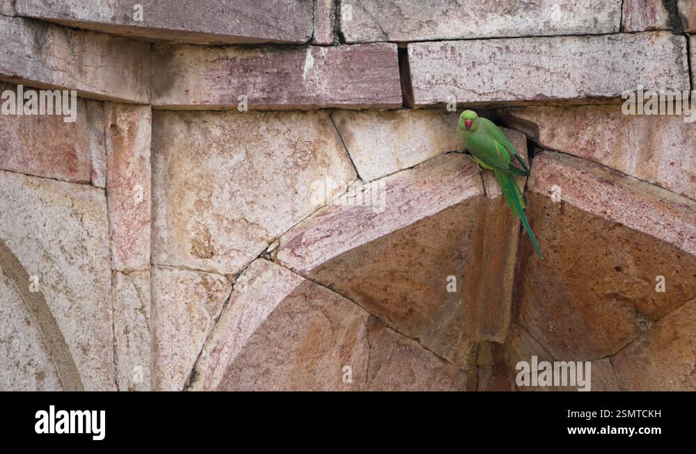 India MP Mandu Jami masjid Bird Stock Video Footage - Alamy