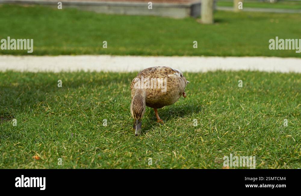 Closeup of disfigured duck with one leg limping around curiously on ...
