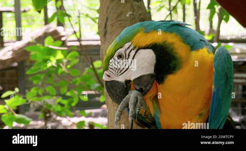 Biting the chain on its claws, the blue-and- yellow macaw, Ara ararauna ...
