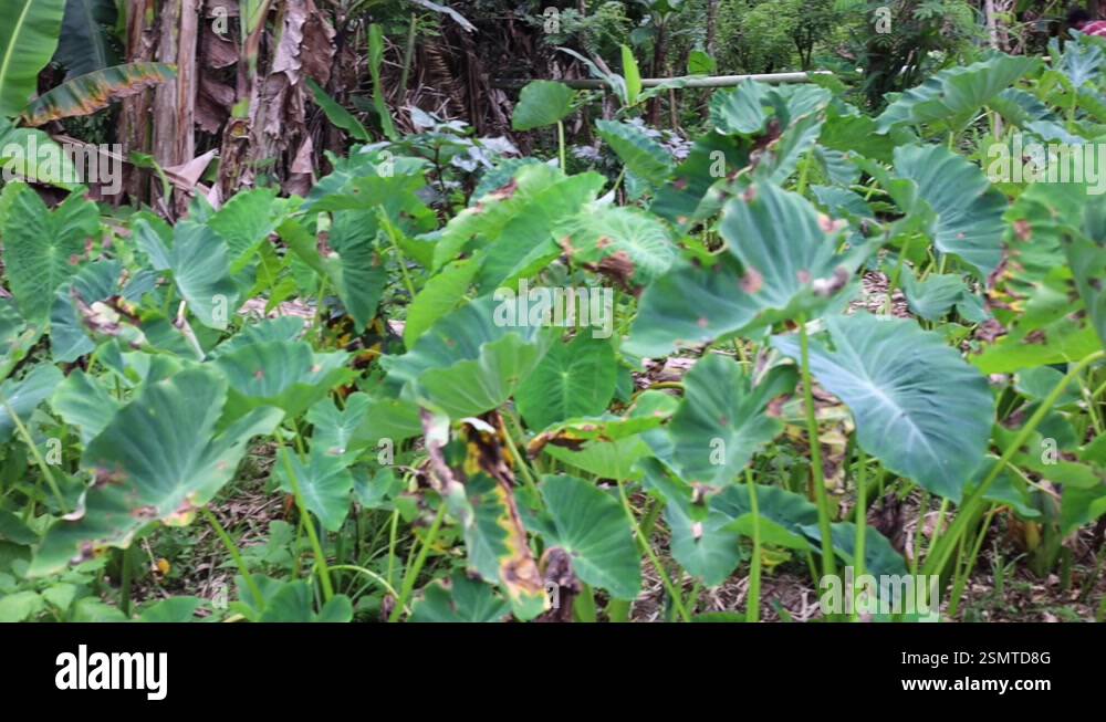 Taro garden damaged by disease.Small scale farming of taro in rural ...