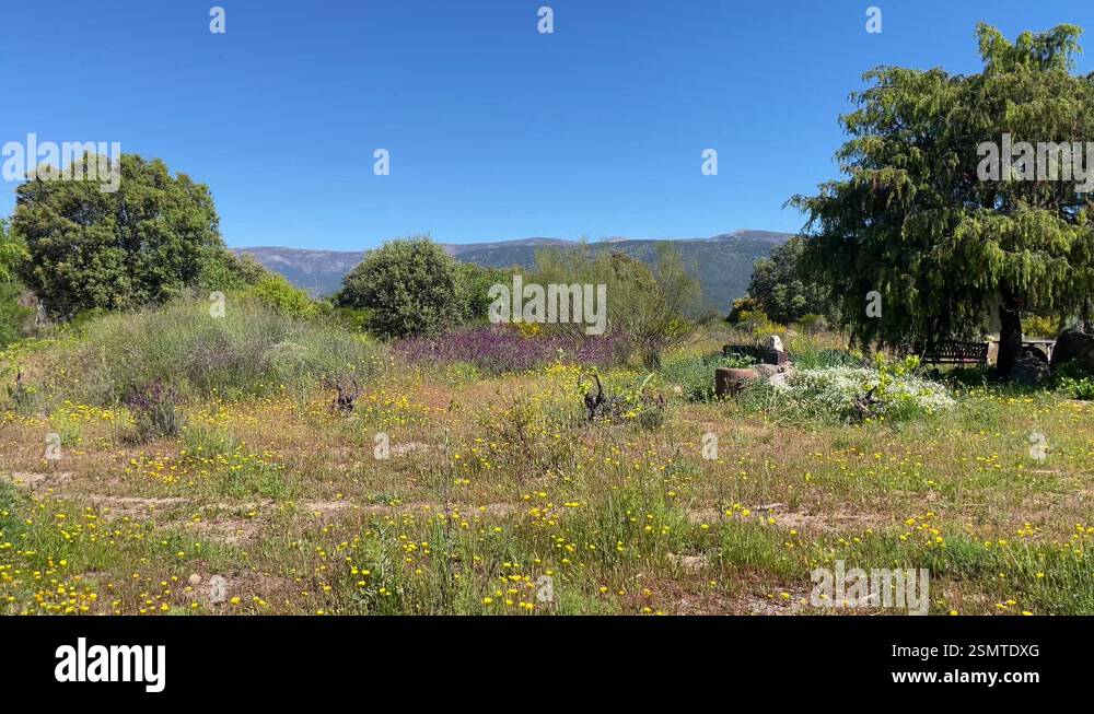 Filming on a rural farm in spring where we see a large juniper tree ...