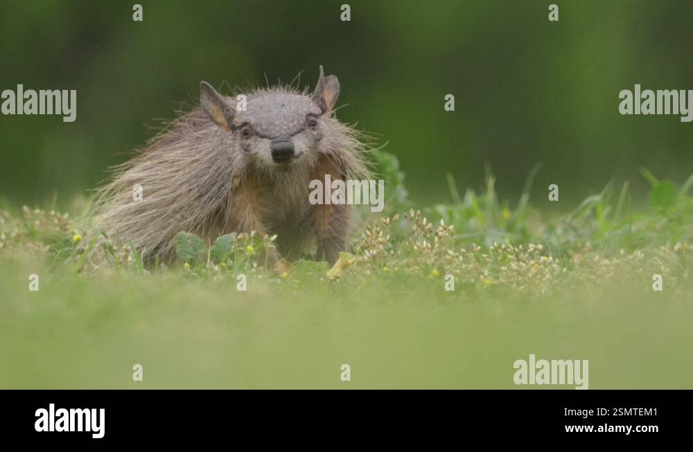 Screaming Hairy Armadillo (Chaetophractus vellerosus) is a rare species of Stock Video Footage ...