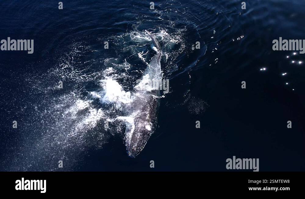Humpback Whale Pectoral slapping and playing in crystal blue calm ...