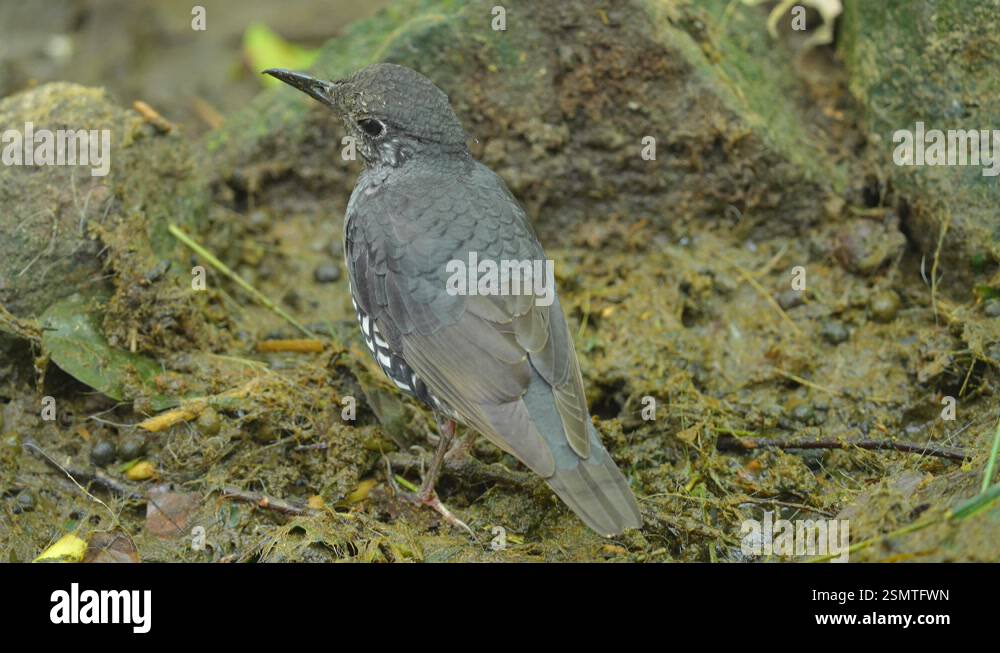 The Sunda thrush (Zoothera andromedae) is a species of bird in the ...