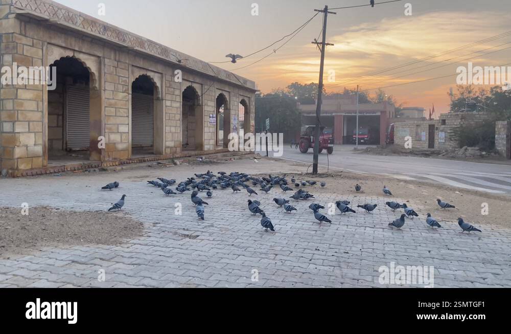 Rajasthan, india- 2024/03/01: a lot of Birds Breeding Food or chewing ...