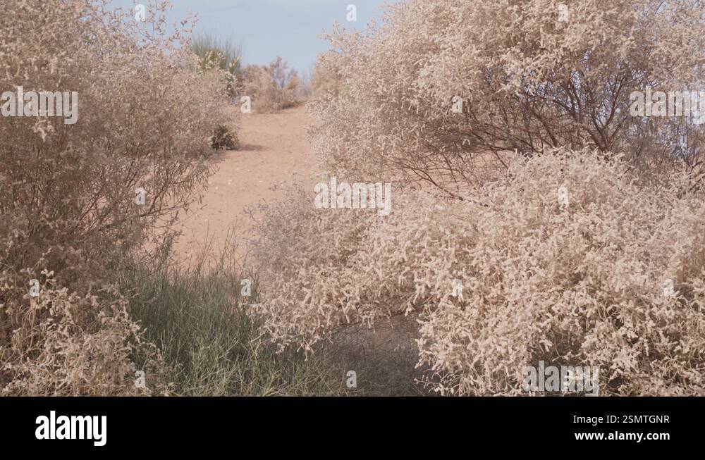 Rows of Tamarix dioica plants in the Thar desert area of jaisalmer ...