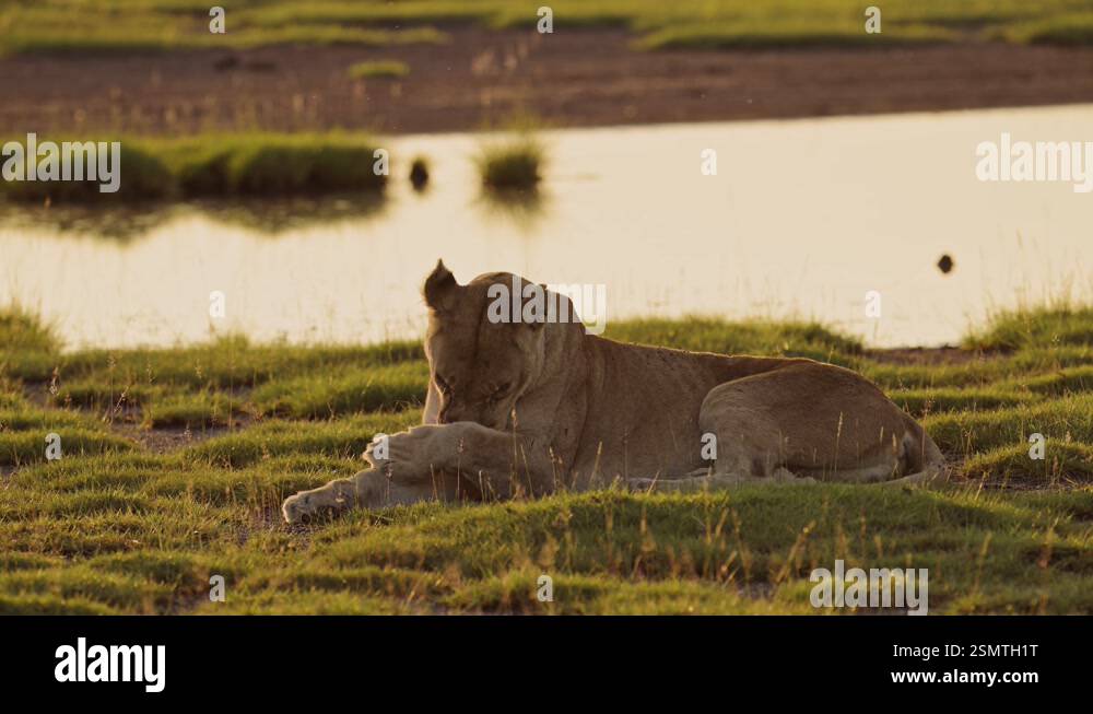 Lioness at Sunset in Serengeti in Africa, Licking Itself and Cleaning Its Stock Video Footage ...