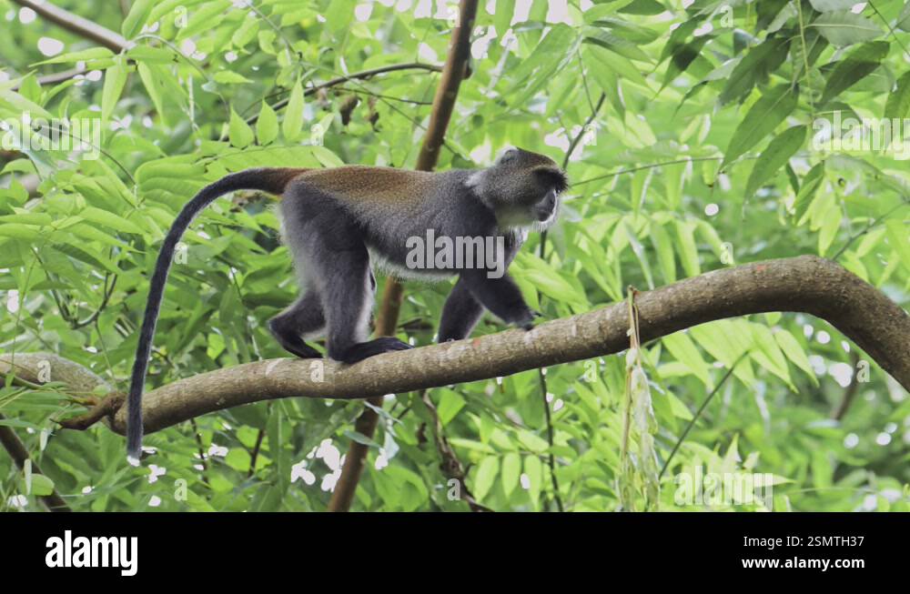 Monkeys in the Trees in Tanzania in Kilimanjaro National Park in Africa ...