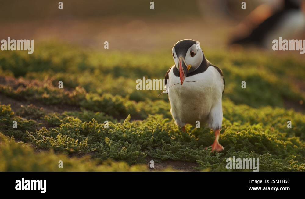 Puffin Entering Burrow and Nest, Atlantic Puffin Bird Behavior Walking ...