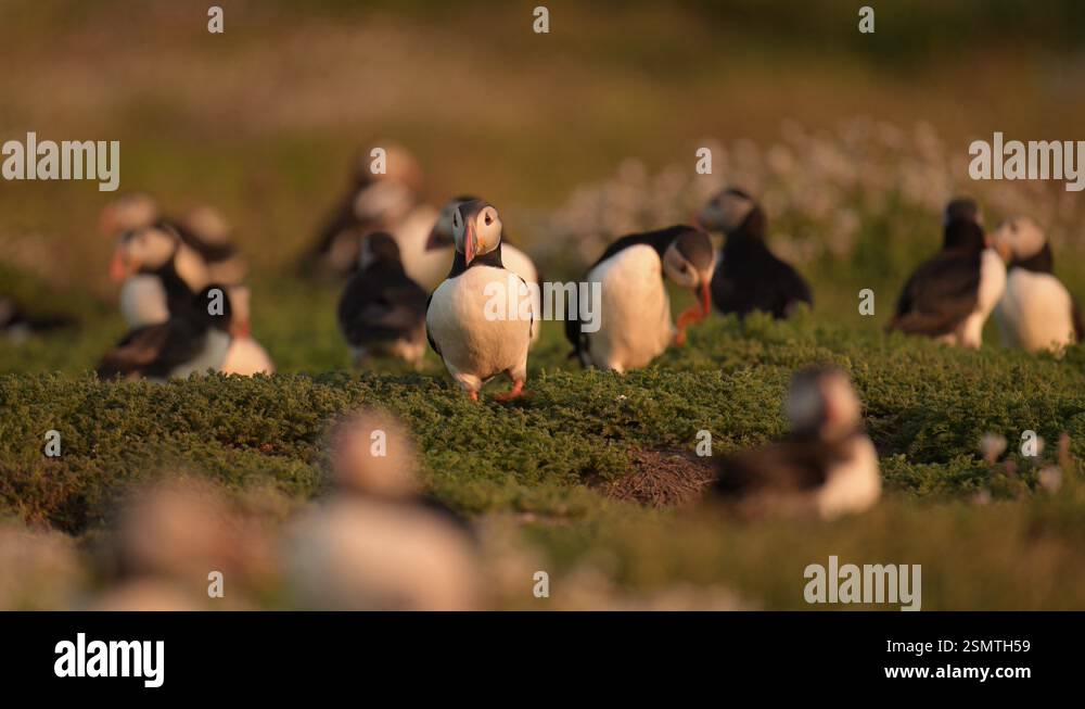 Large Group of Lots of Puffins in Colony in Golden Light, Atlantic ...
