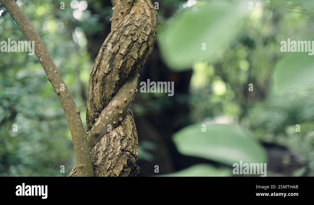 Vines Close up Detail in Tropical Forest Landscape in Africa, Lush ...
