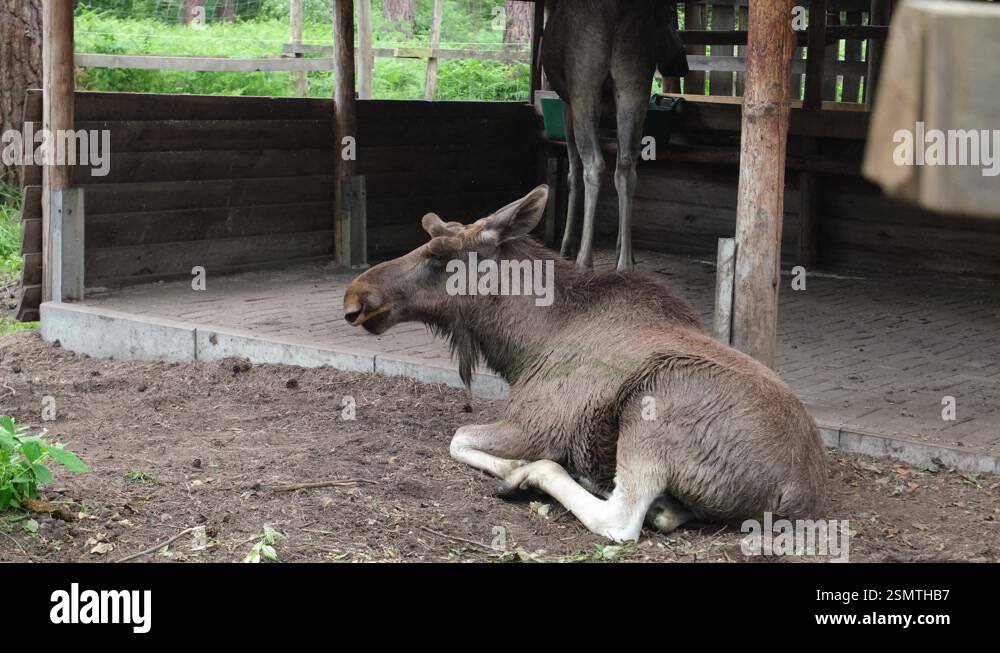 Moose resting and chewing at the zoo Stock Video Footage - Alamy