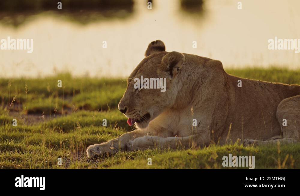 Lioness at Sunset in Serengeti in Africa, Licking Itself and Cleaning ...