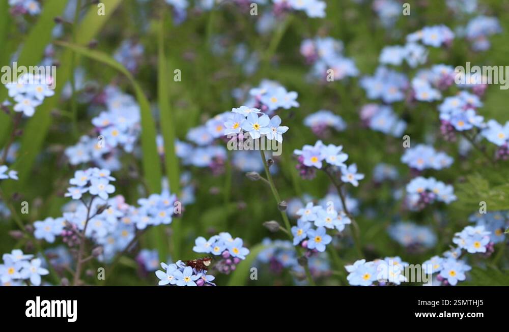 Wood Forget-Me-Not, Myosotis sylvatica, growing in a hedgerow. Spring ...