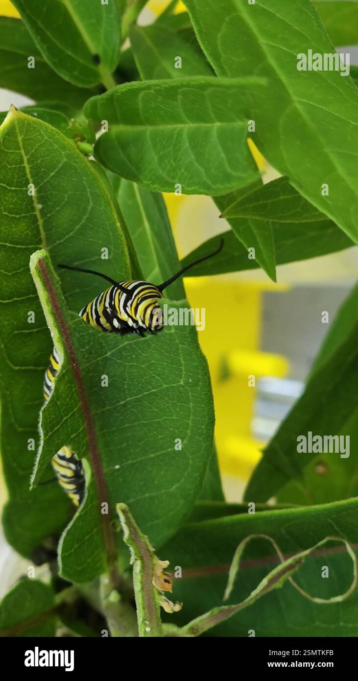 Monarch butterfly caterpillar eating and shaking leaf Stock Video ...