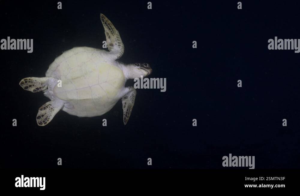Green sea turtle filmed from above at night in black ocean Stock Video ...