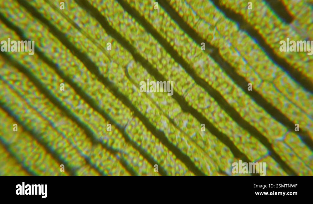 Chlorophyll Cell Division. Cell Structure Leaf Plants Stock Video ...
