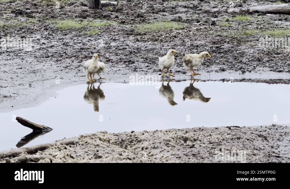Superficial view of four little chicks or chicks on the mud drinking ...