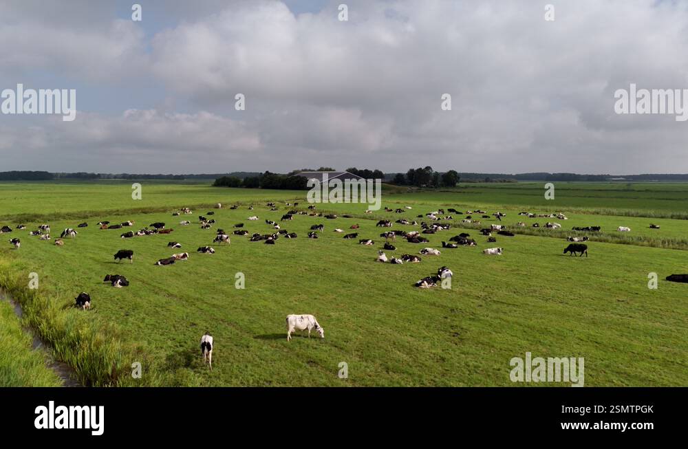 Iconic dutch landscape Stock Videos & Footage - HD and 4K Video Clips ...