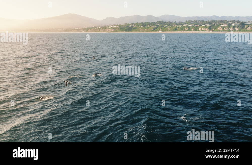 Dolphins, Pelicans, and Seagulls Hunting at Sunset in Malibu ...