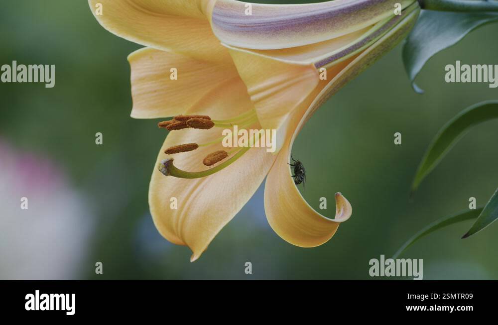 Yellow oriental trumpet OT orientpet lily blossom closeup with fly on ...