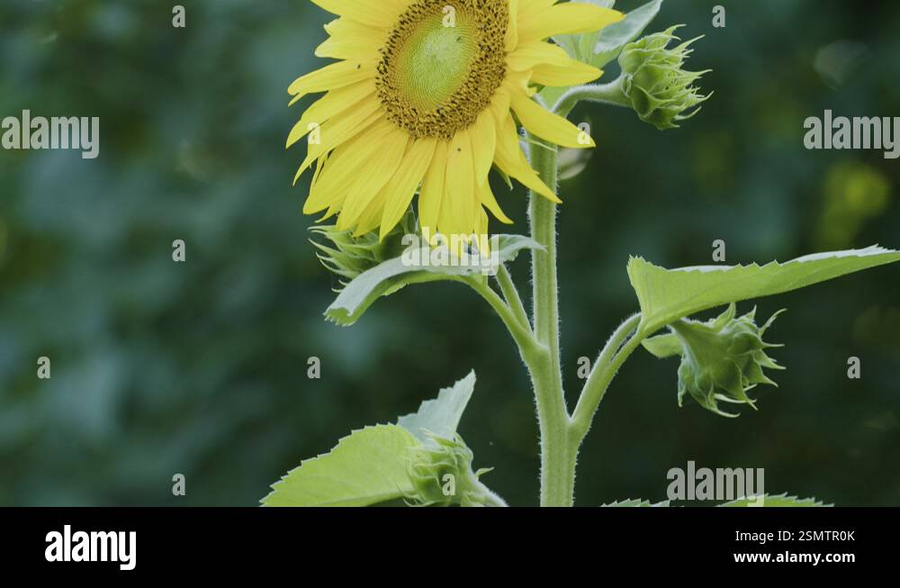 Sunflower blossom closeup in cloudy day no shadows vertical panning ...