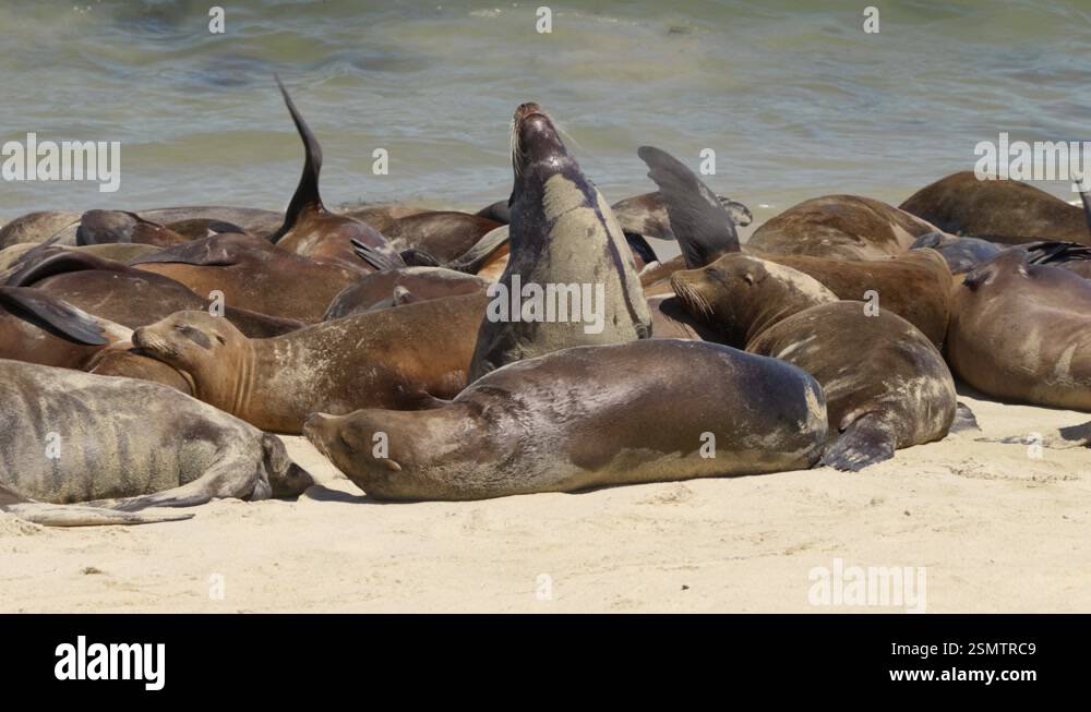 Sea lions lie on beach with one covered in sand and looking up and ...