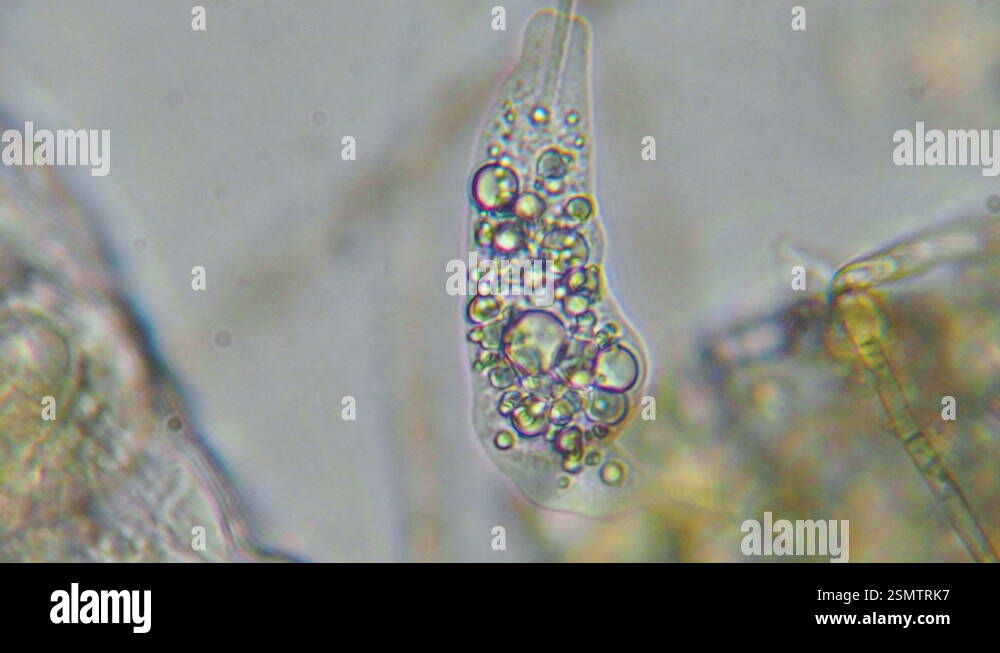 Research Scientists Unicellular Organisms. Soil Microorganisms Under ...